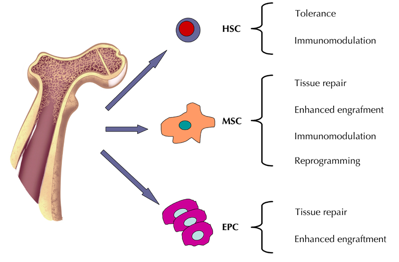 bone marrow derived stem cells