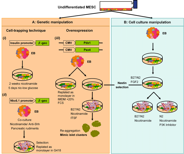 stem cell therapy techniques